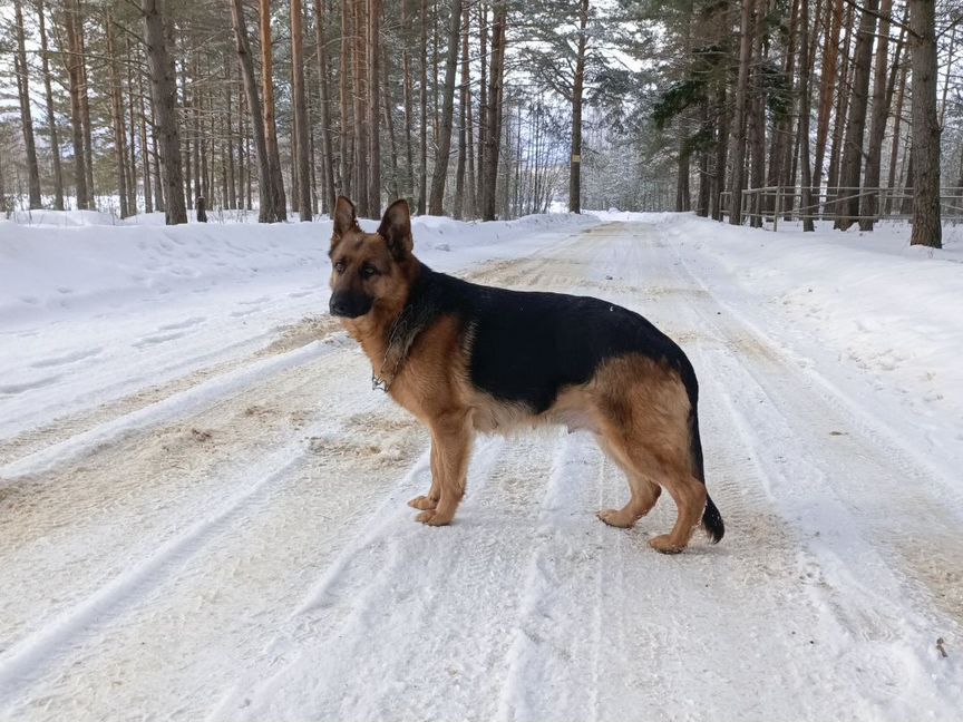 Немецкая овчарка