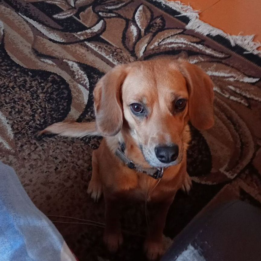 Взрослая собака в добрые руки