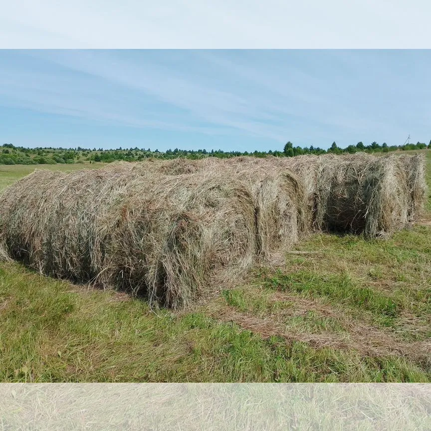 Сено в рулонах