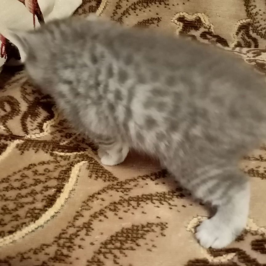 Британский короткошёрстный котёнок