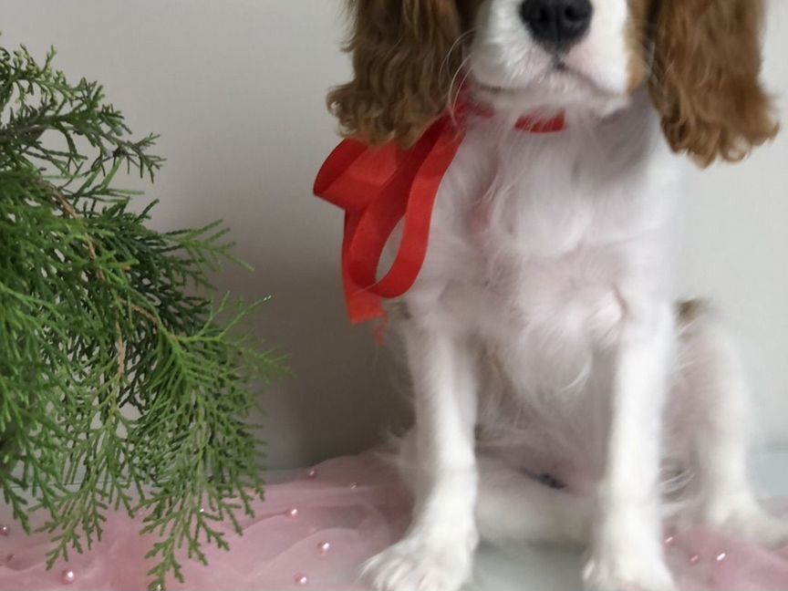 Кавалерчик девочка