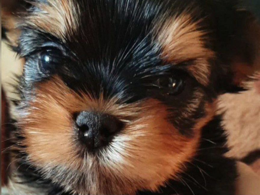 Йоркширский терьер мини