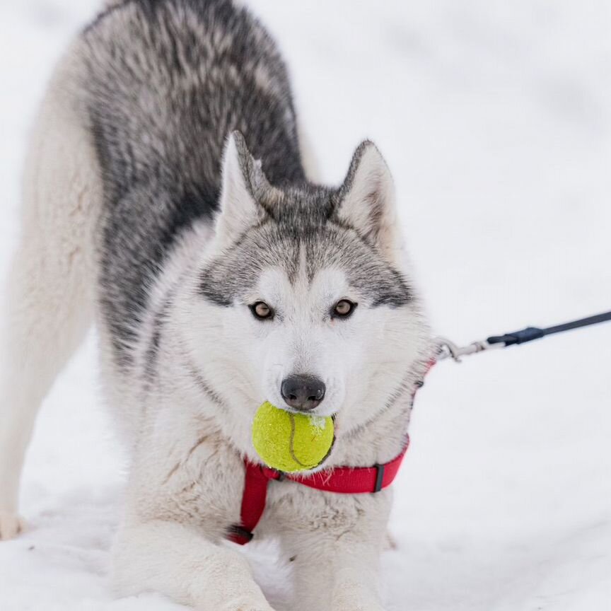 Щенок хаски в ответственные руки