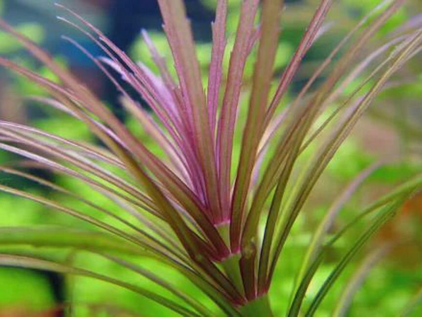 Погостемон стеллатус (Pogostemon stellatus)
