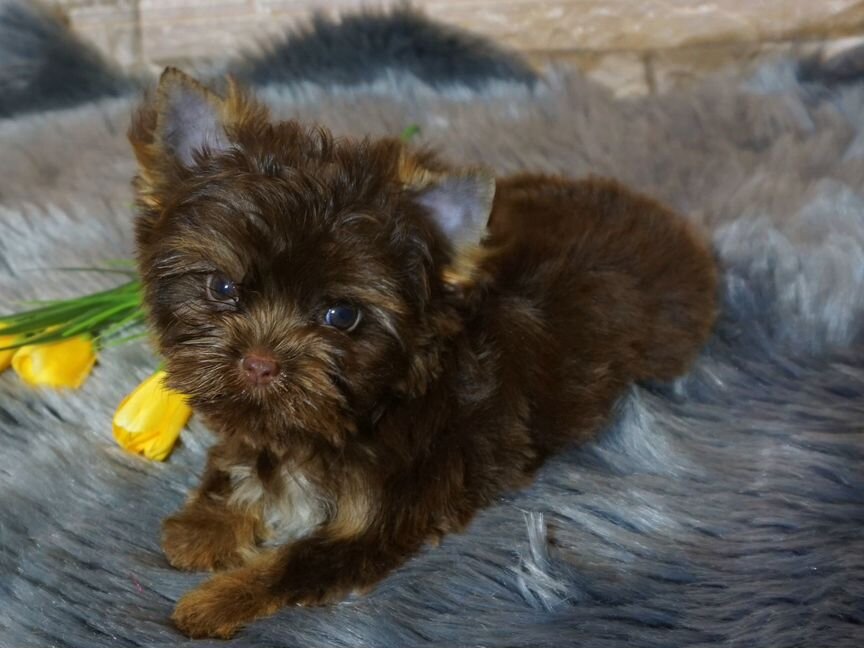 Цветной йорк мини девочка шоколад с подпалом