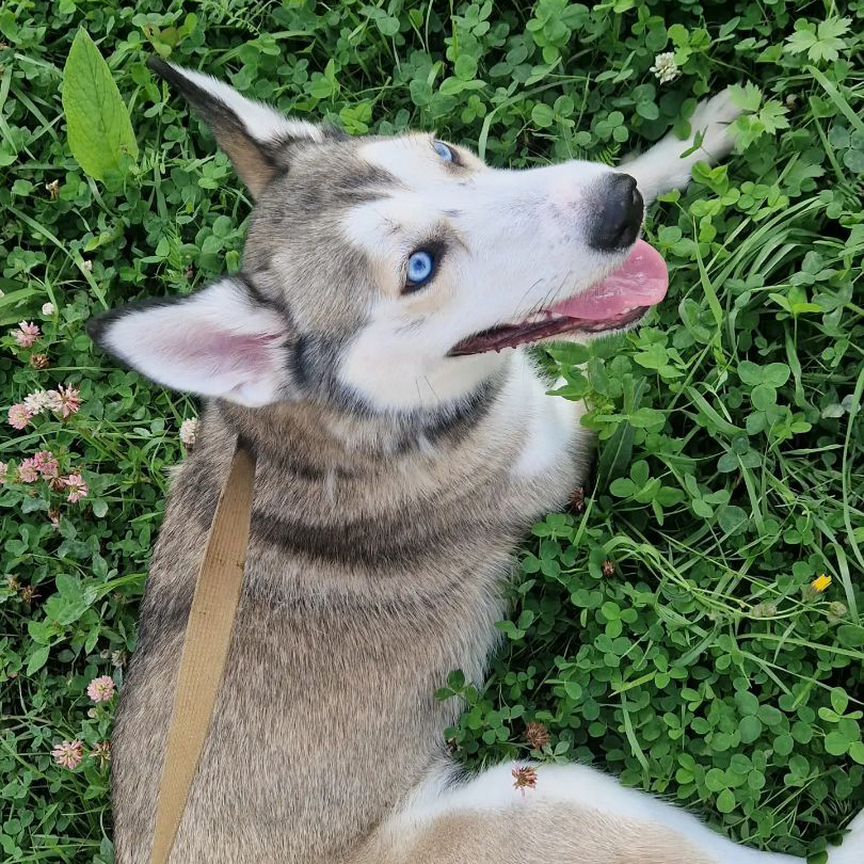 Сибирский хаски девочка