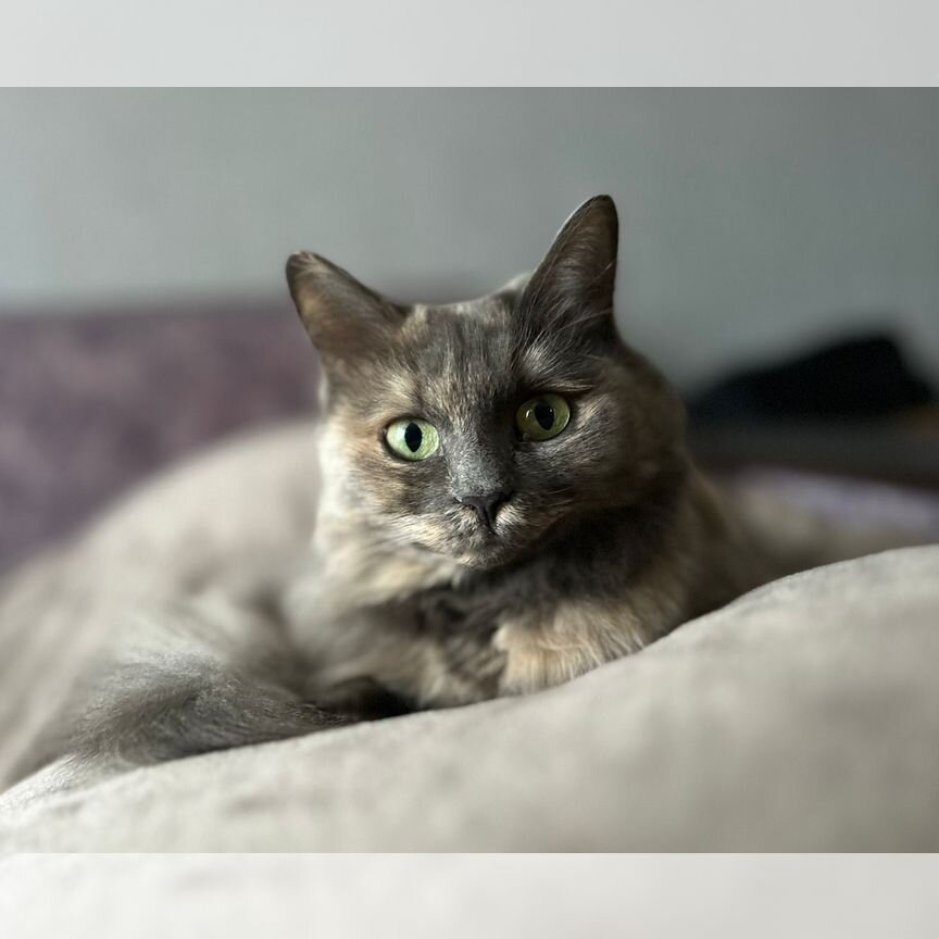 Кошка в добрые руки