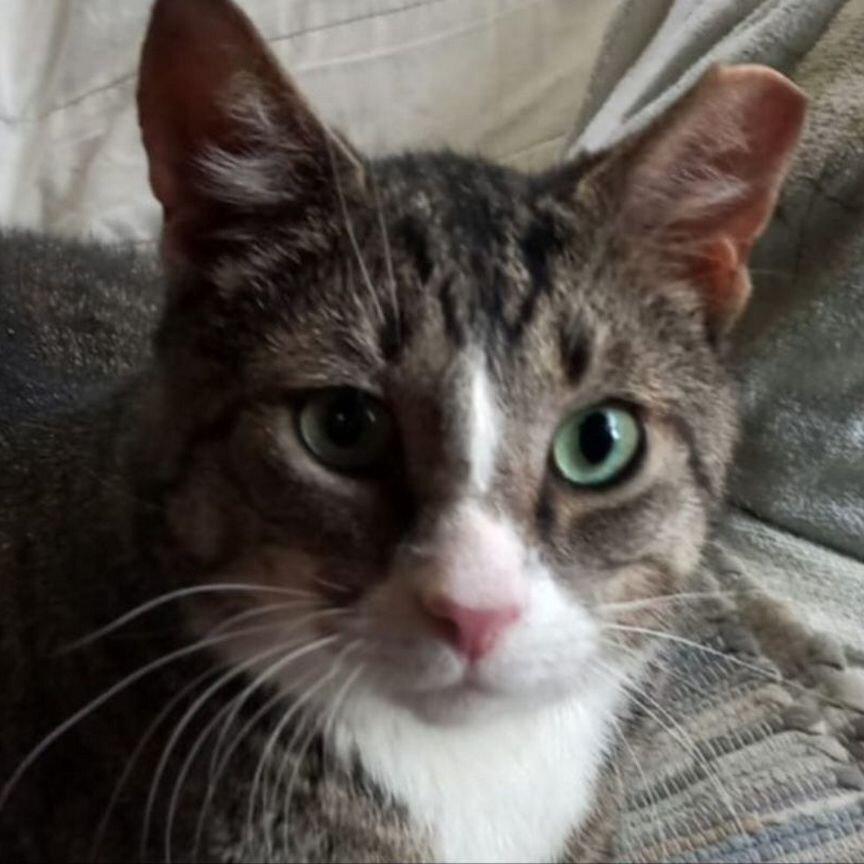 Кот Пиппито 3г умный с изумрудными глазами