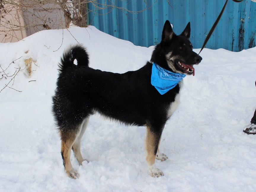 Красавец Гектор