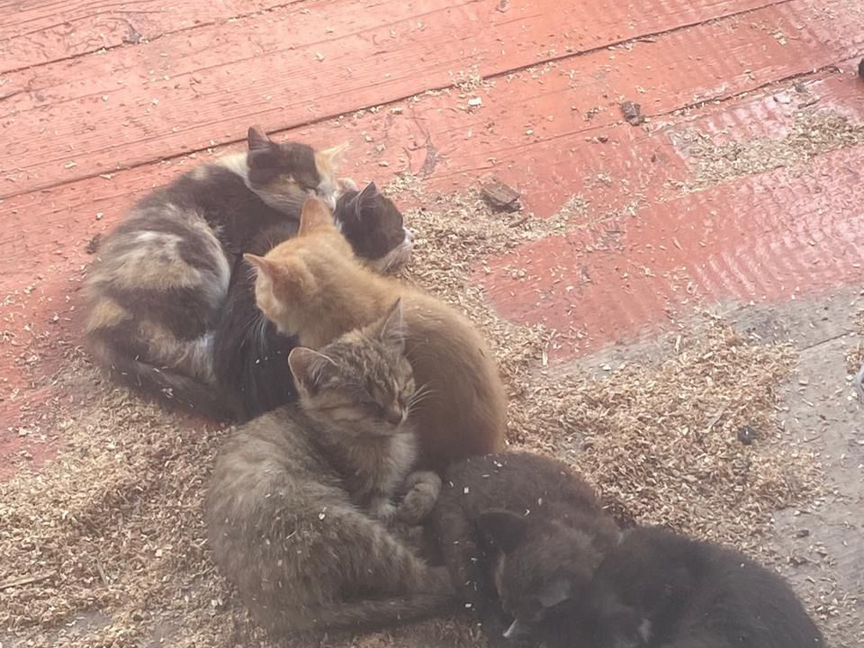 Деревенские котята в добрые руки