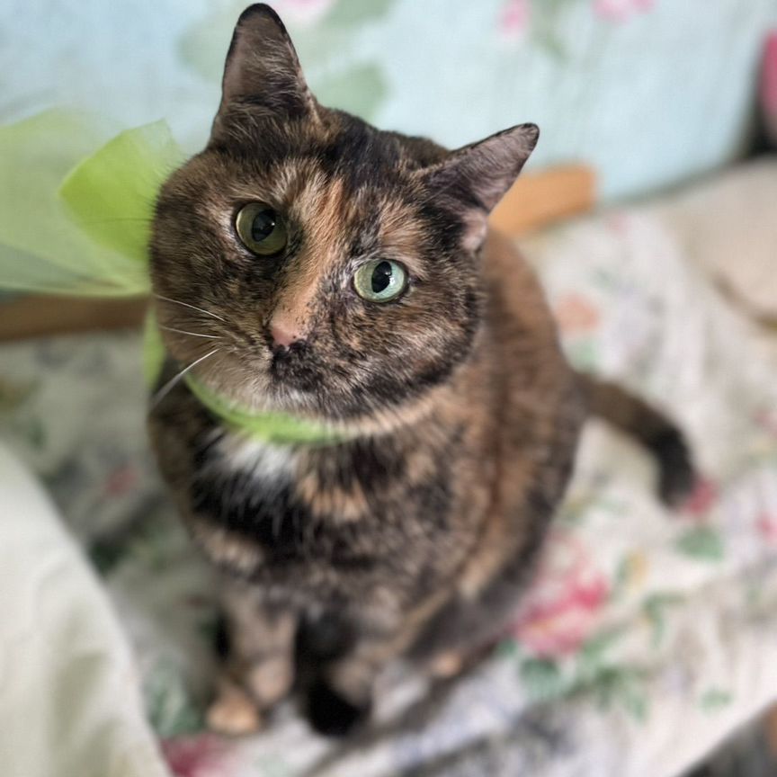 Взрослая, кошка в добрые руки