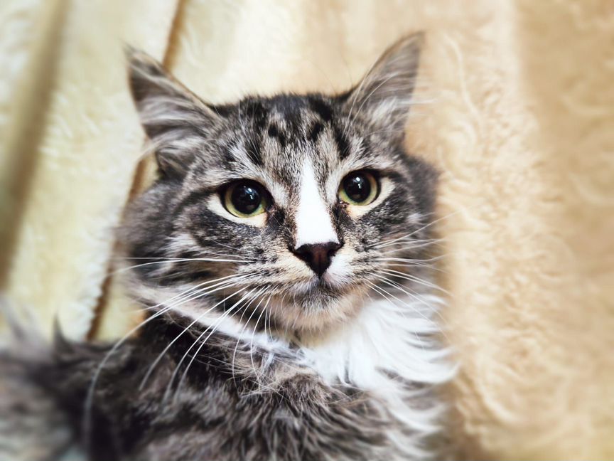 Симпатичный котёнок в добрые руки