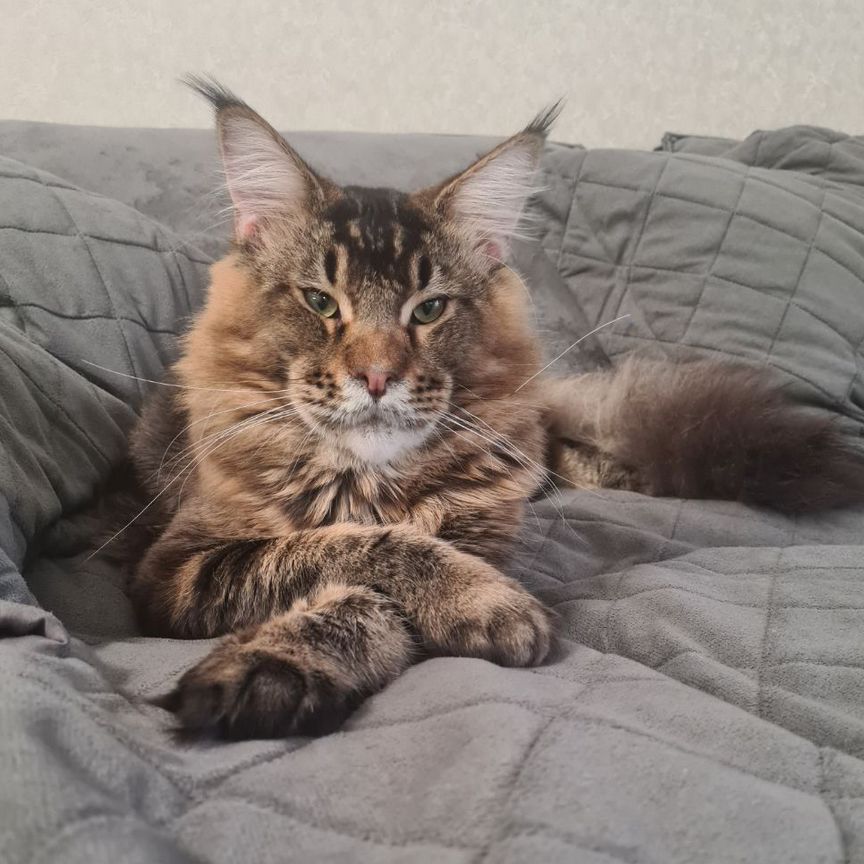 Мейн-кун, кот вязка