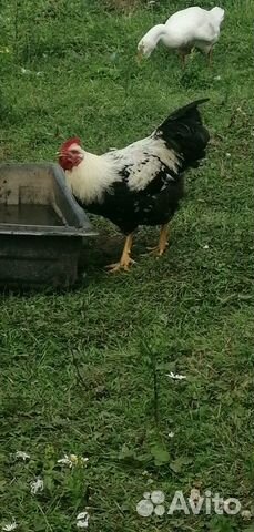 Продам петушков