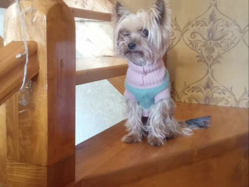 Йоркширский терьер