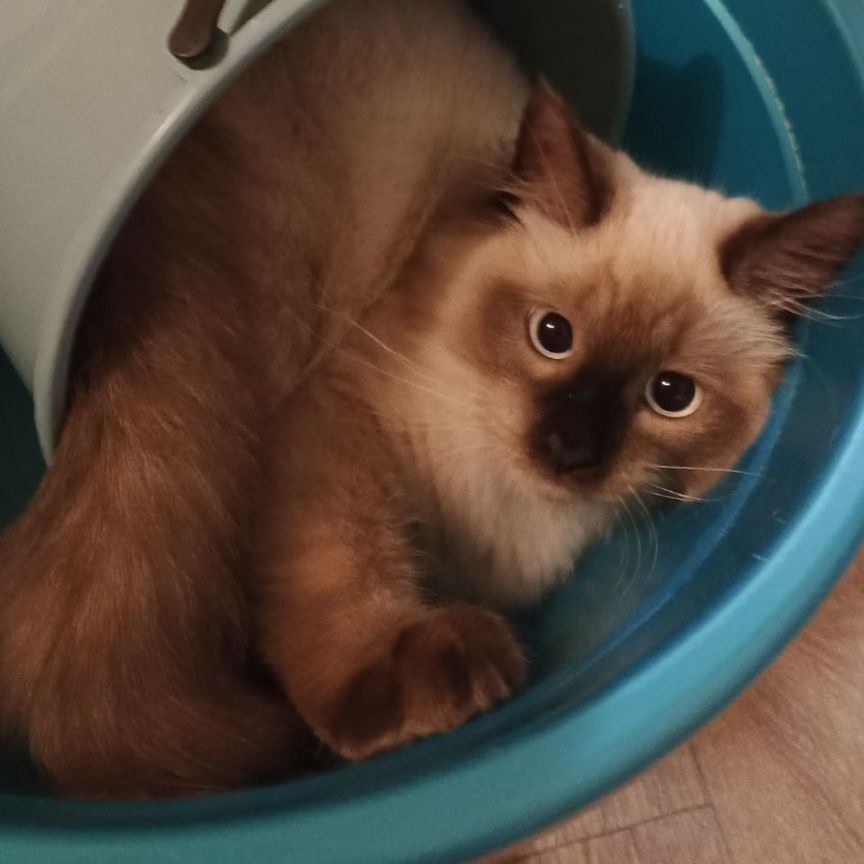 Отдаем котенка (5мес) в добрые руки