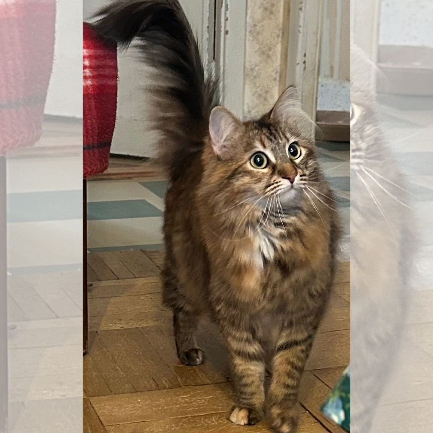Сибирская, взрослая кошка