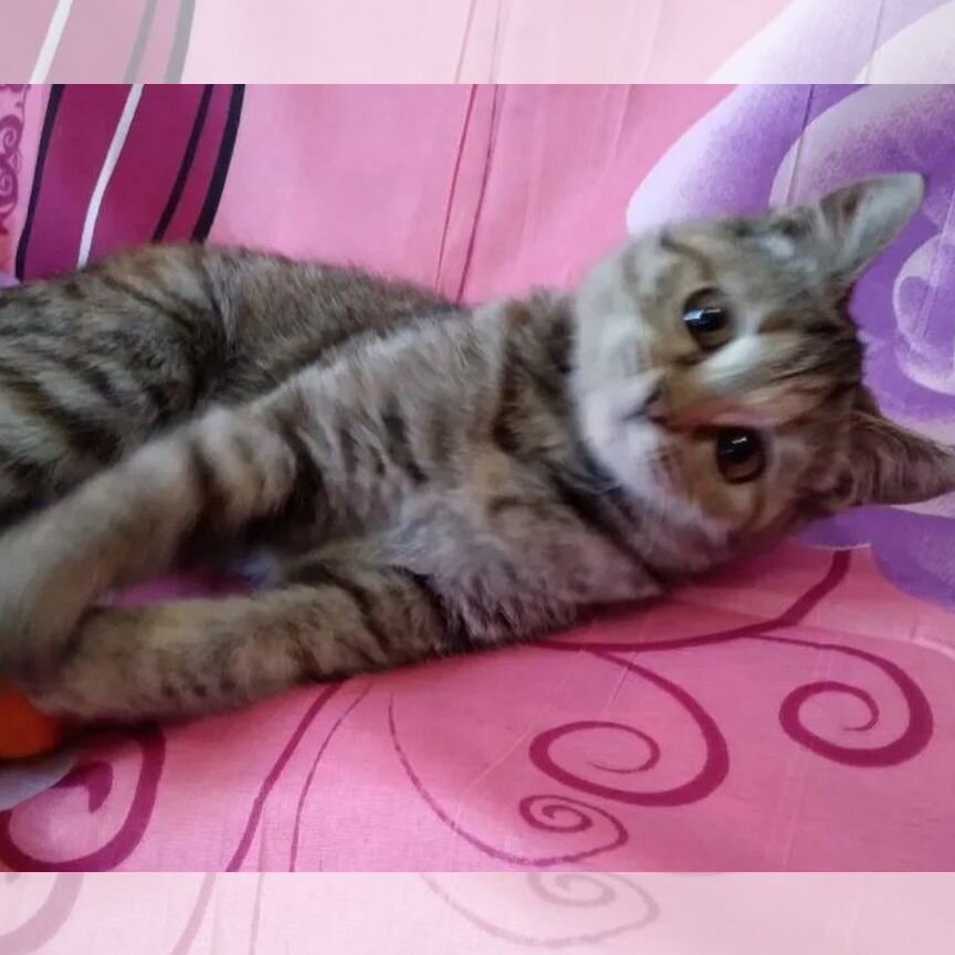 Котёнок в добрые руки