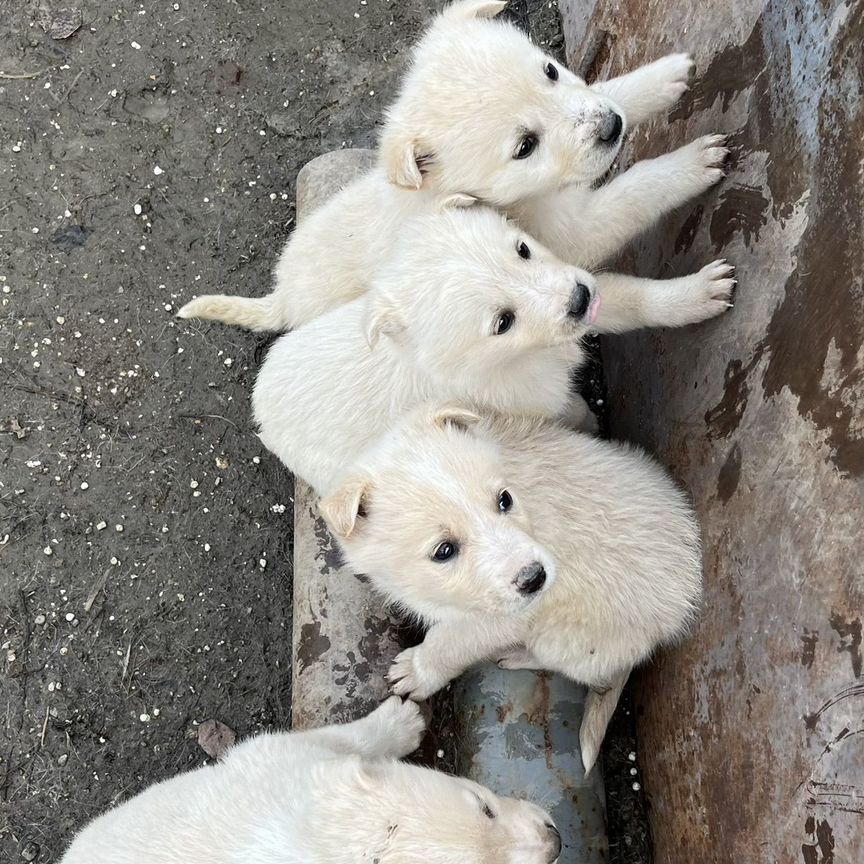 Лабрадор-ретривер, щенок