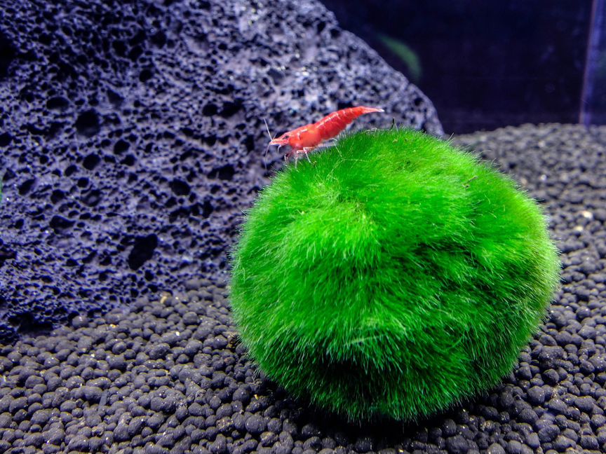 Отдам аквариумных рыб