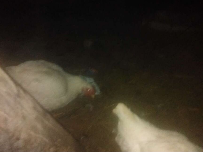 Куры броллеры