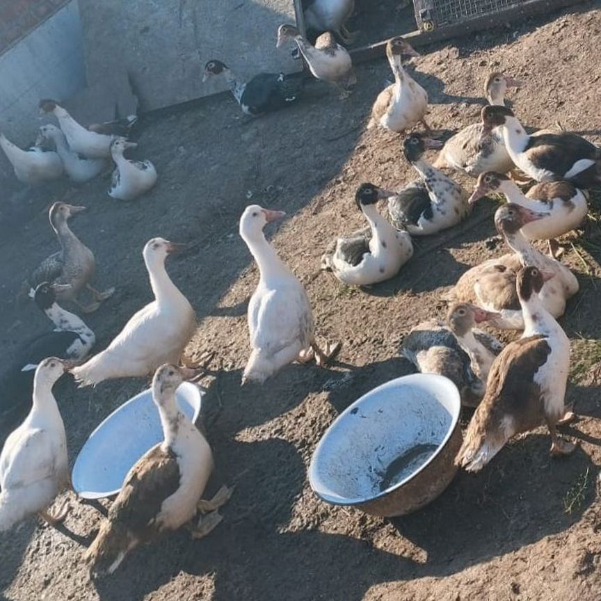 Индоутка мускусная утка