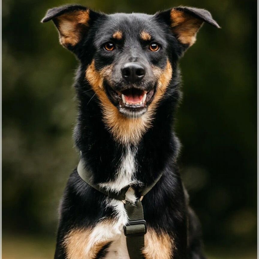 Взрослый пёс в добрые руки