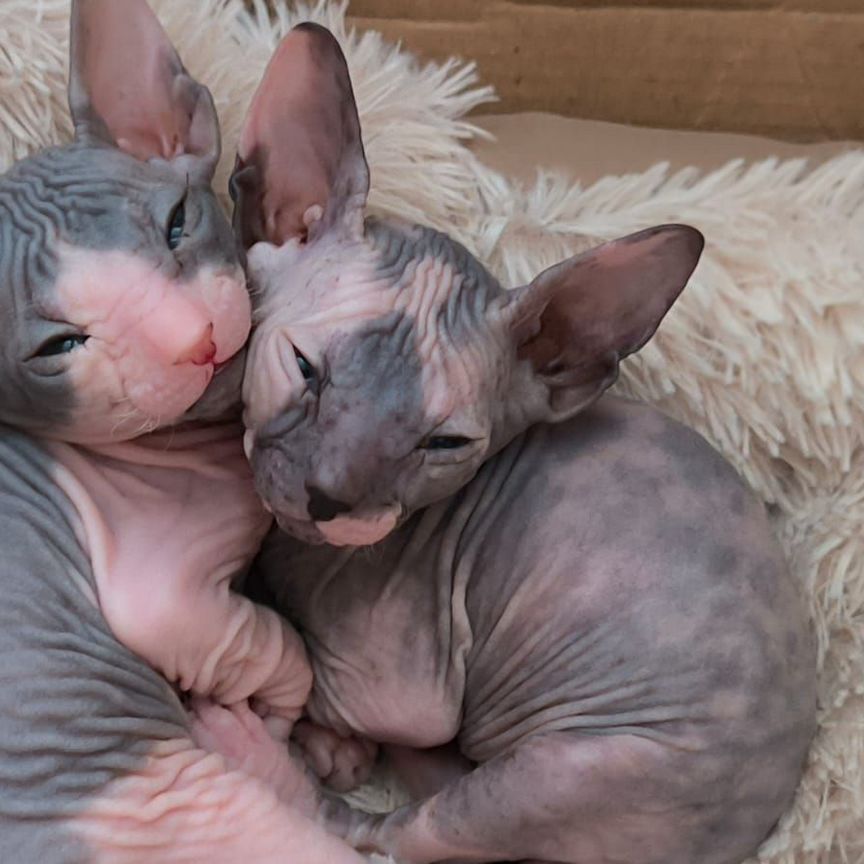 Лысые котята сфинкс