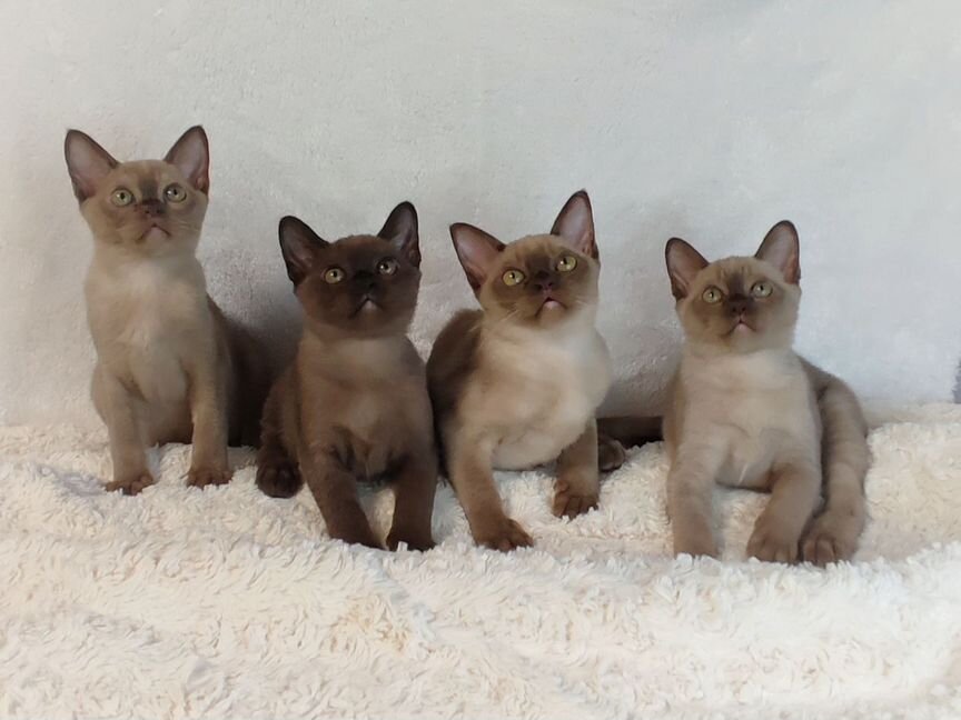 Котята Европейской Бурмы