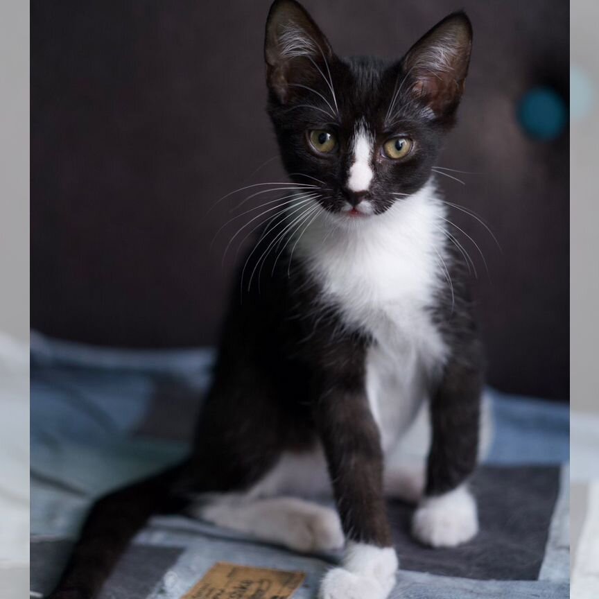 Чёрно-белые котята (3-4,5 месяцев)