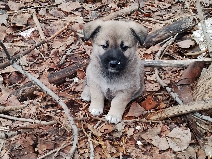 Щеночки от маленькой собачки