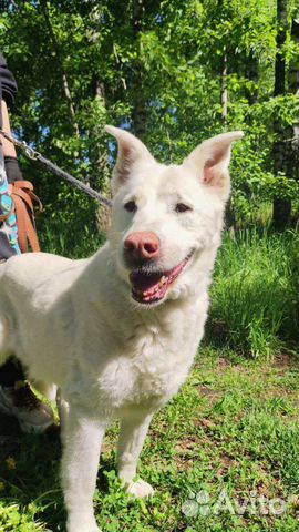 Беляш не хочет сгинуть в приюте