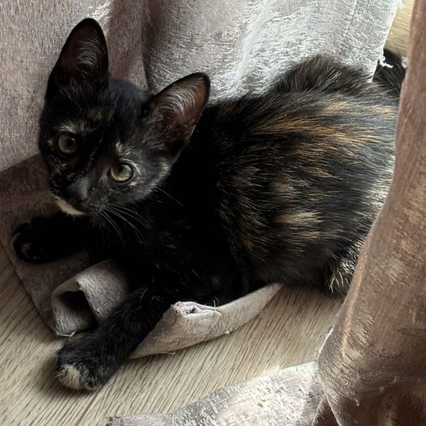 Отдам в добрые руки кошку