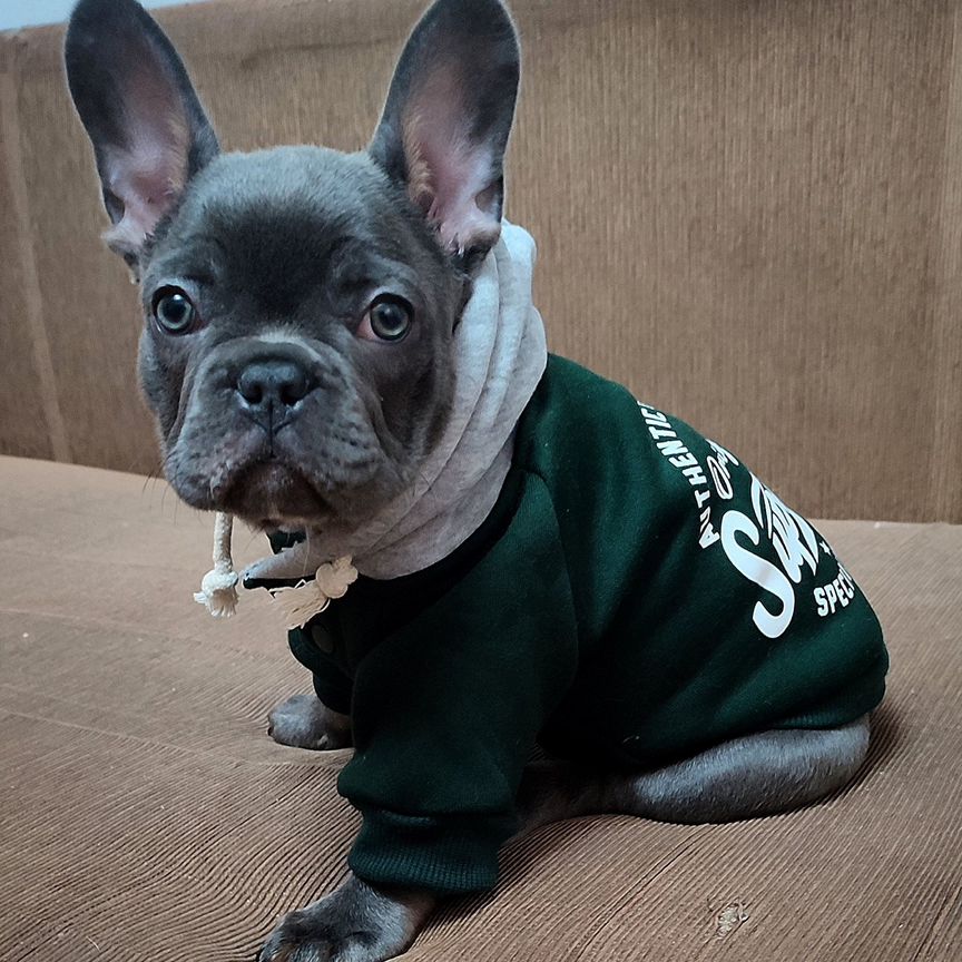 Толстовка для собак