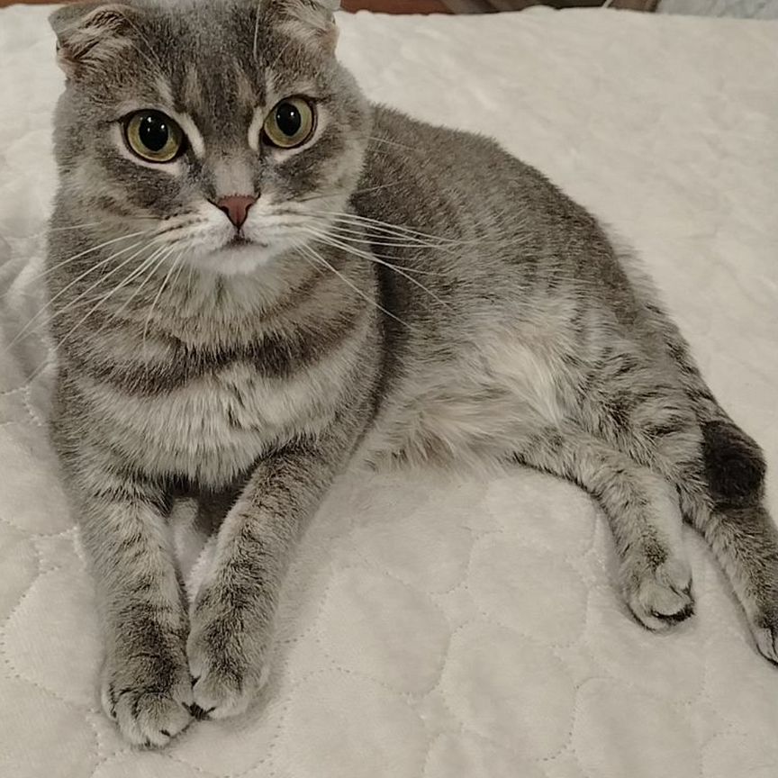 Шотландская вислоухая короткошёрстная, взрослая кошка