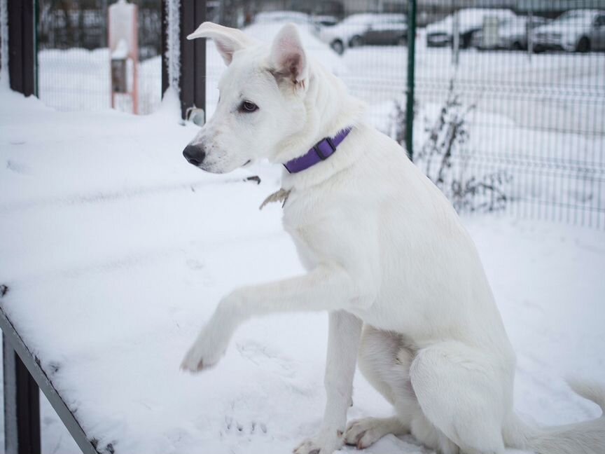 Собака Снежок в дар