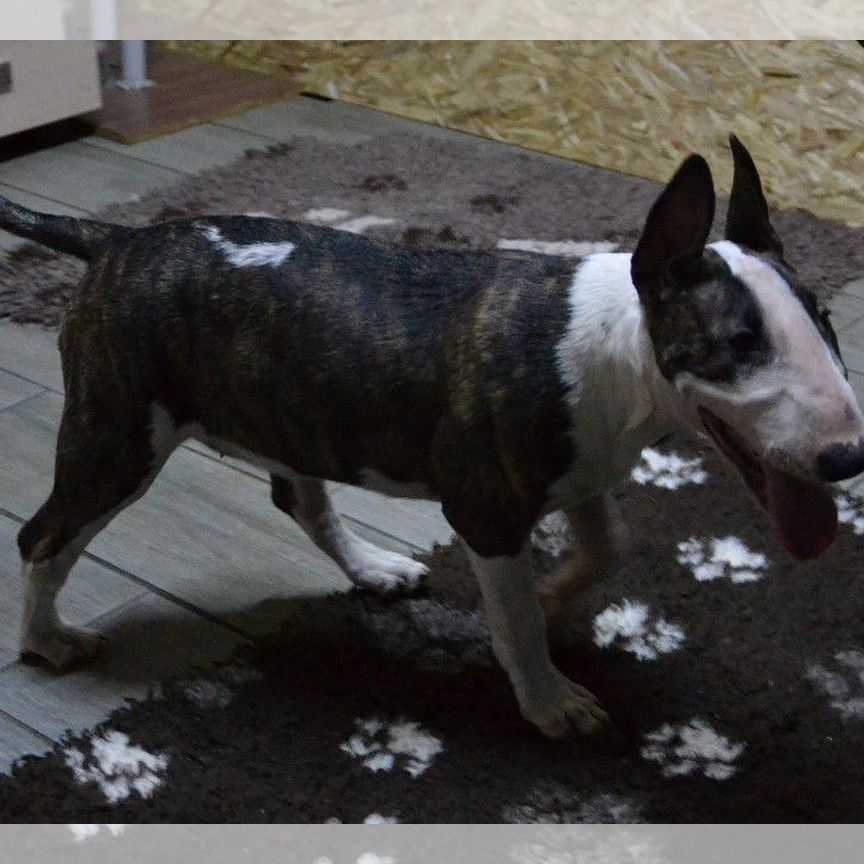 Бультерьер, щенок