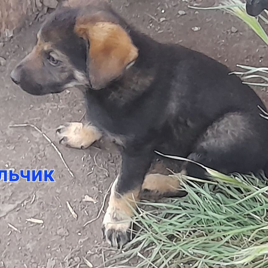 Щенок в добрые руки