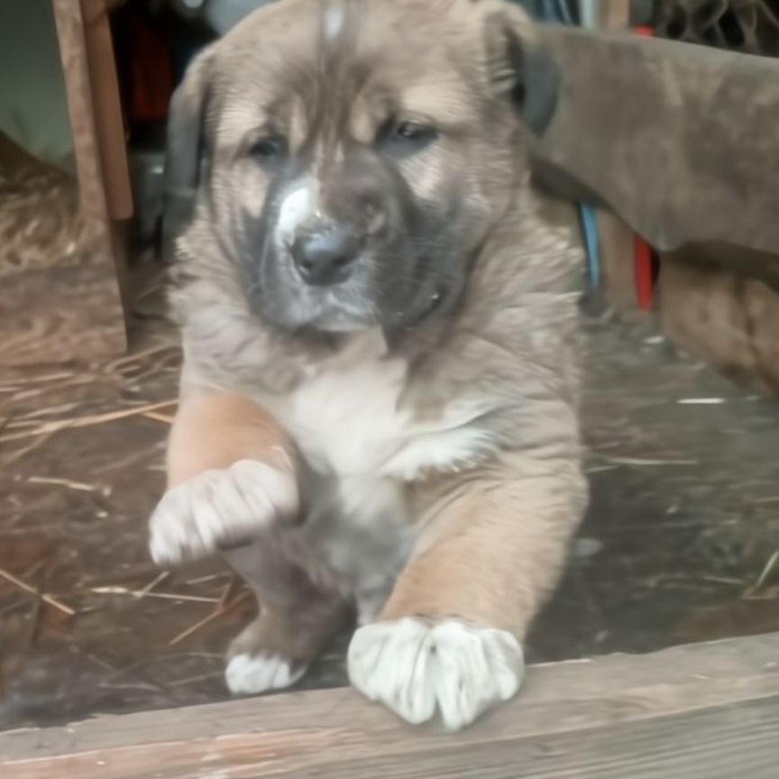 Среднеазиатская овчарка, щенок