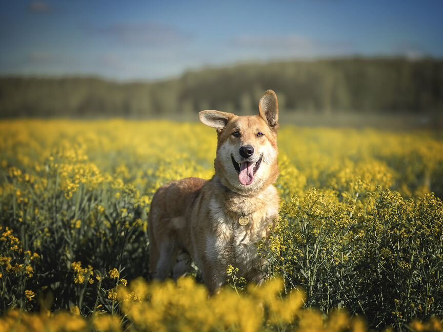 Плюшевый пёс Наян ищет дом