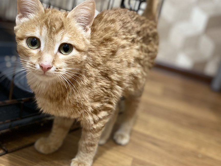 Кошка в дар