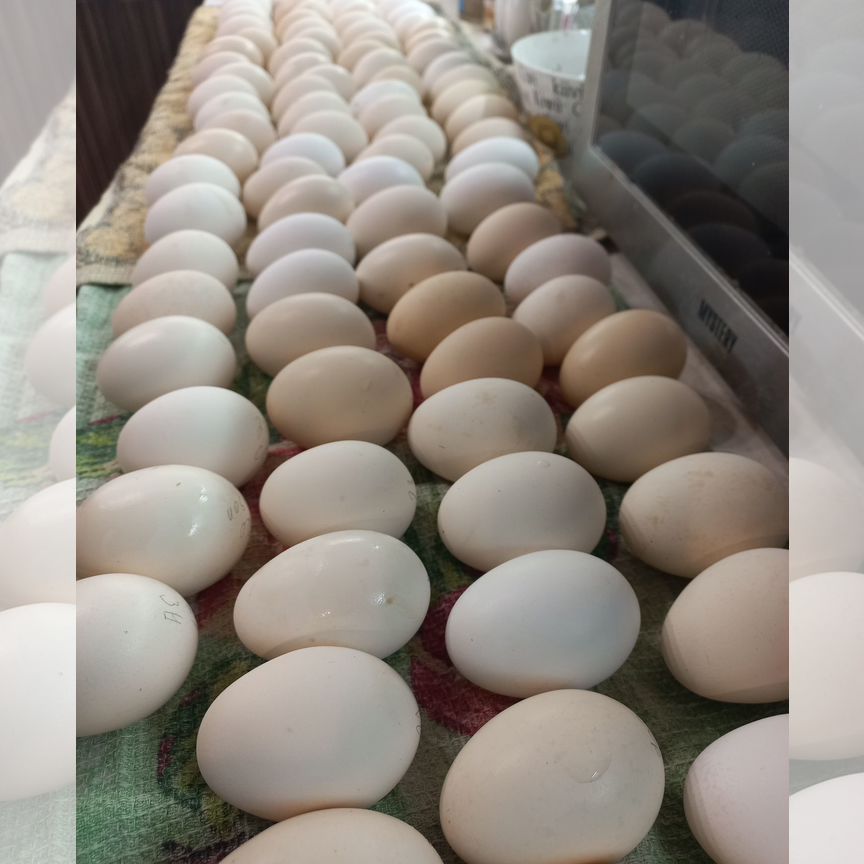 Инкубационное яйцо