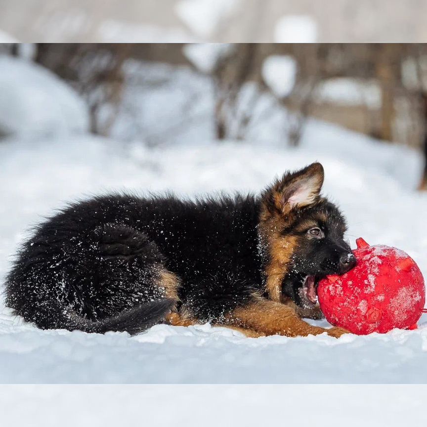Немецкая овчарка, щенок
