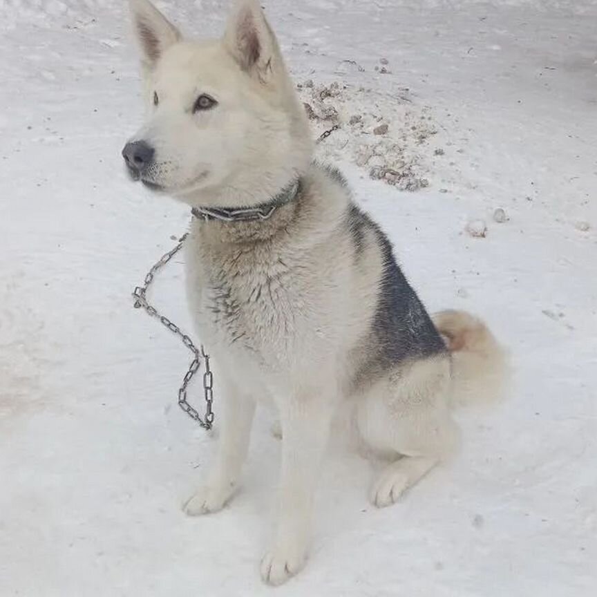 Аляскинский хаски, взрослая собака