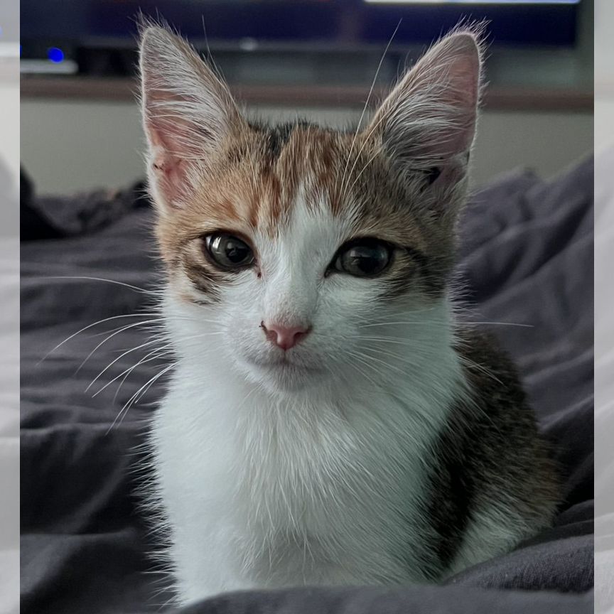 Кошечка в добрые руки