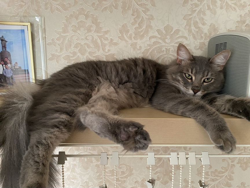 Кот
