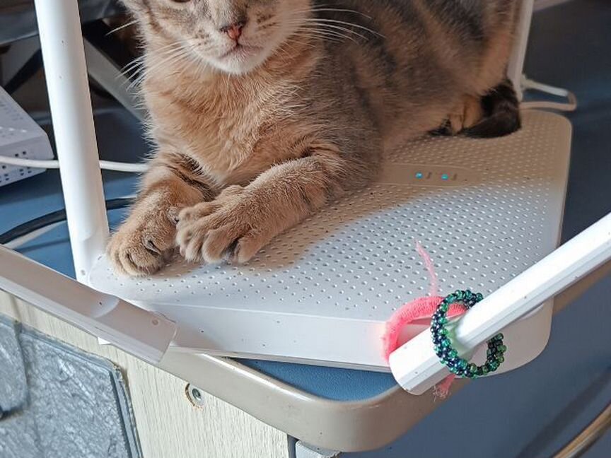 Абесинский котенок