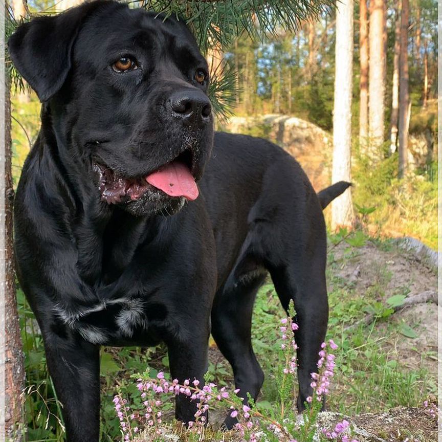 Кане-корсо, взрослая собака