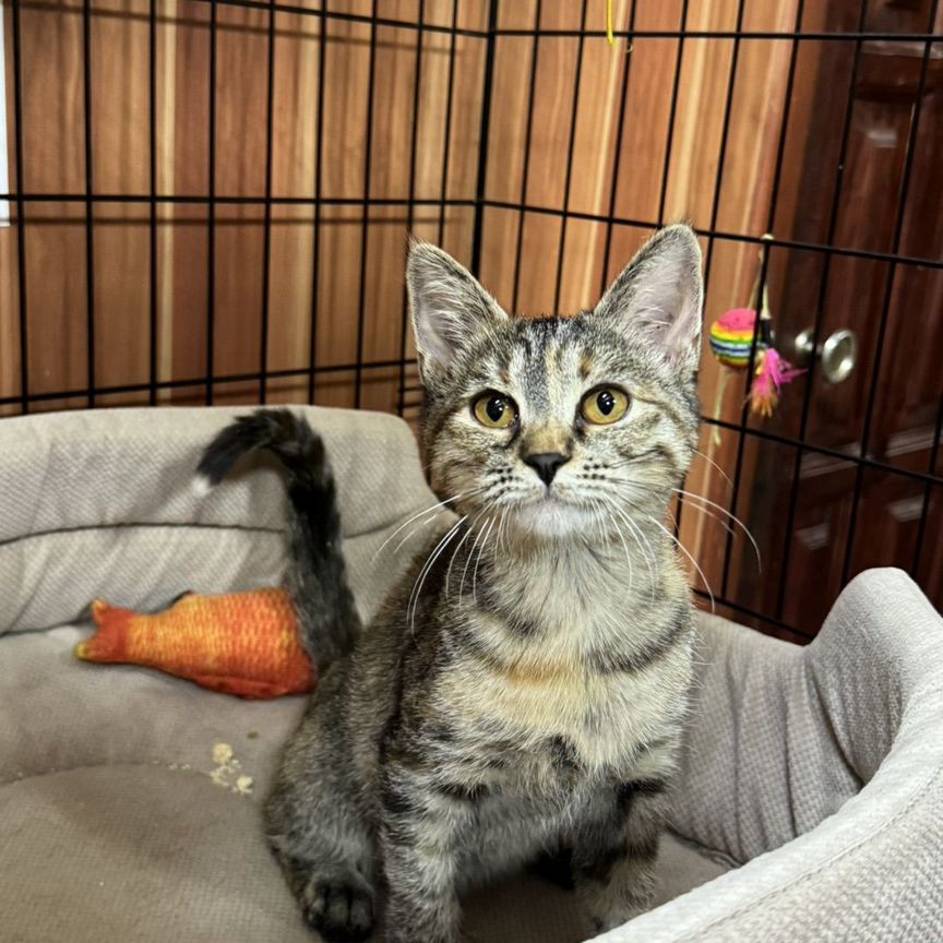 Котенок Тимон