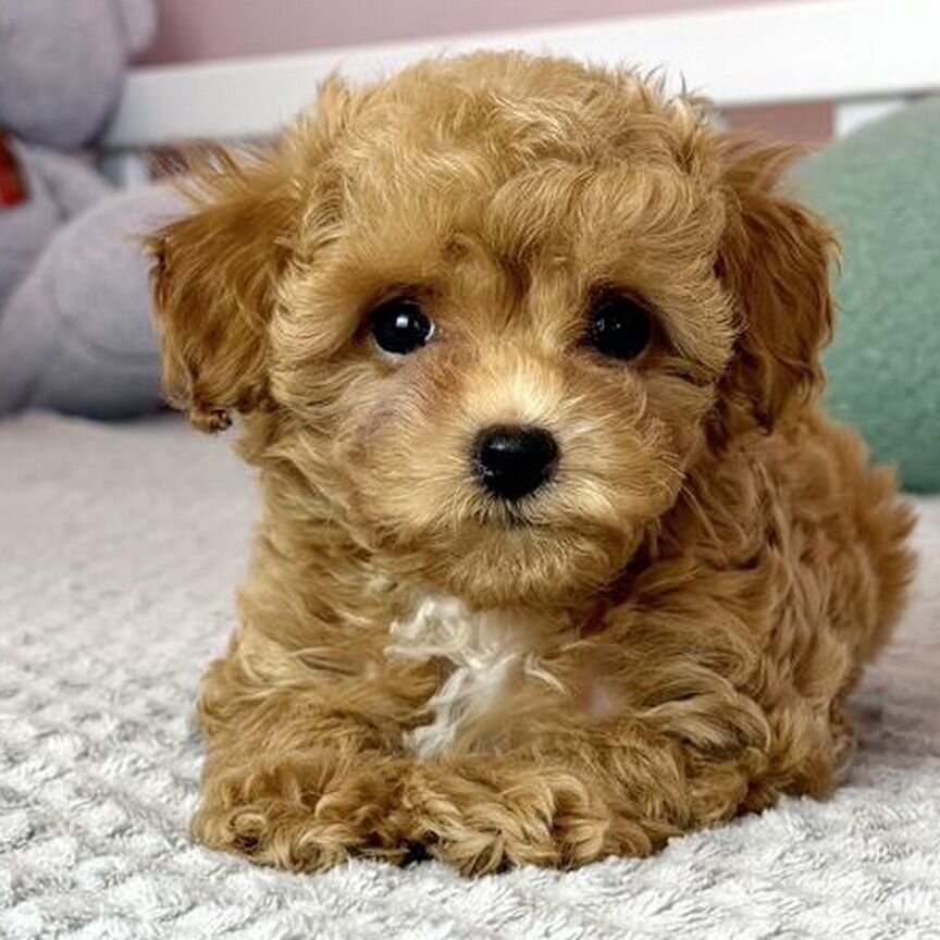 Мальтипу, щенок